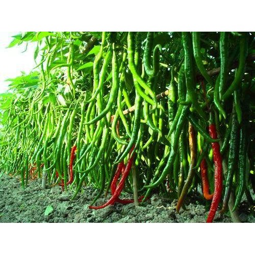 เมล็ด พริกยาวเขียว - Green Long pepper F1 | Shopee Thailand