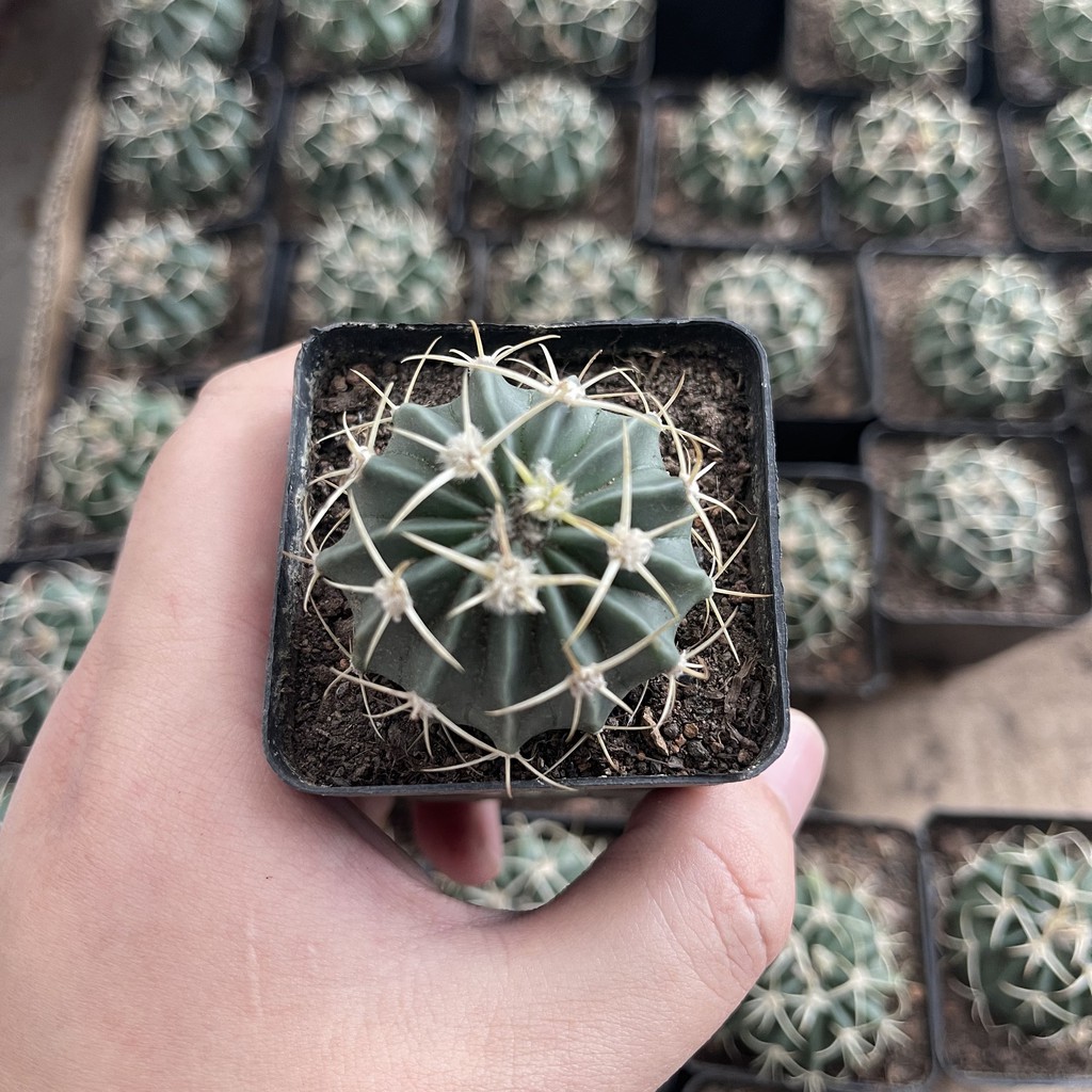 (lingbo)กระบองเพชรไม้ลำ แคคตัส cactus Homalocephala texensisโฮมาโลเซฟา ...