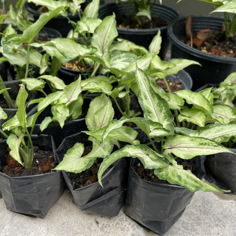 Supa plant, ร้านค้าออนไลน์ | Shopee Thailand