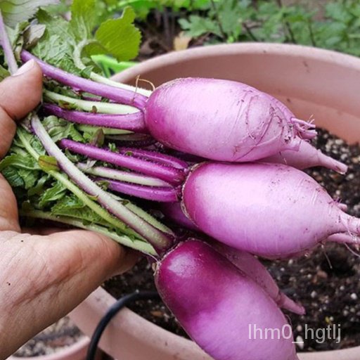 40 Purple Radish seeds (fr SG) Triton Radish seeds Garden seeds ...