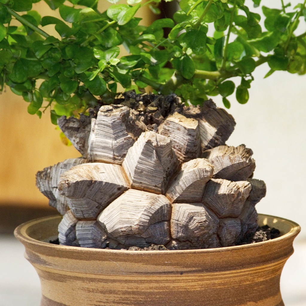 Dioscorea ถูกที่สุด พร้อมโปรโมชั่น พ.ย. 2024|BigGoเช็คราคาง่ายๆ