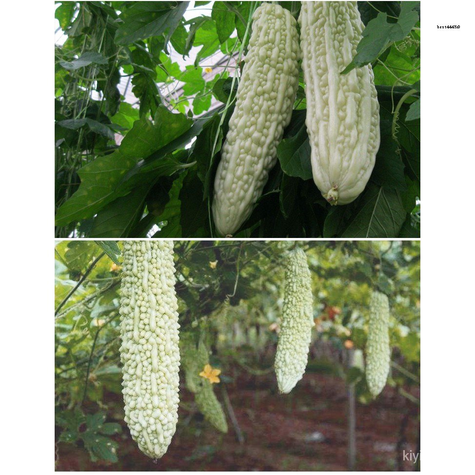 5pcs COD vegetable seeds-green leafy vegetables and micro-green ...