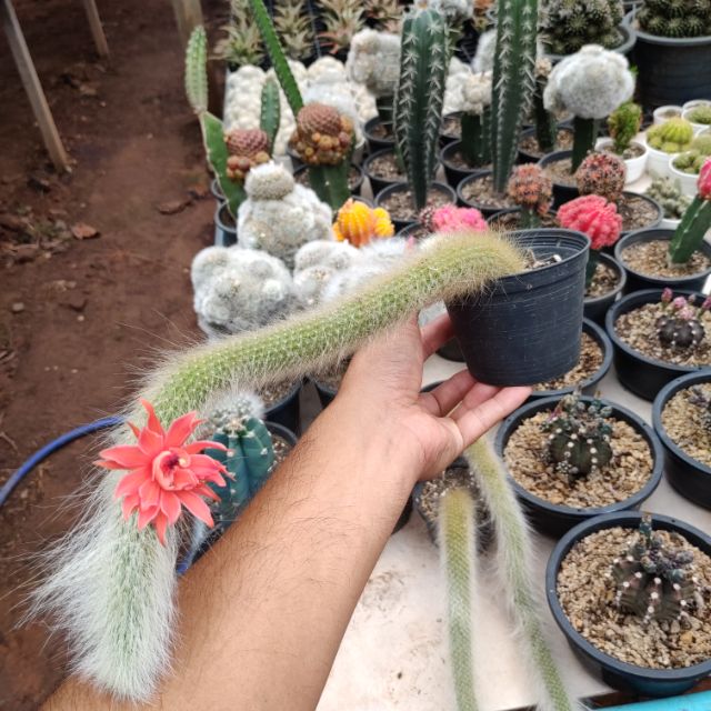 หางลิง แคคตัส ไม้ประดับกลางแจ้ง | Shopee Thailand