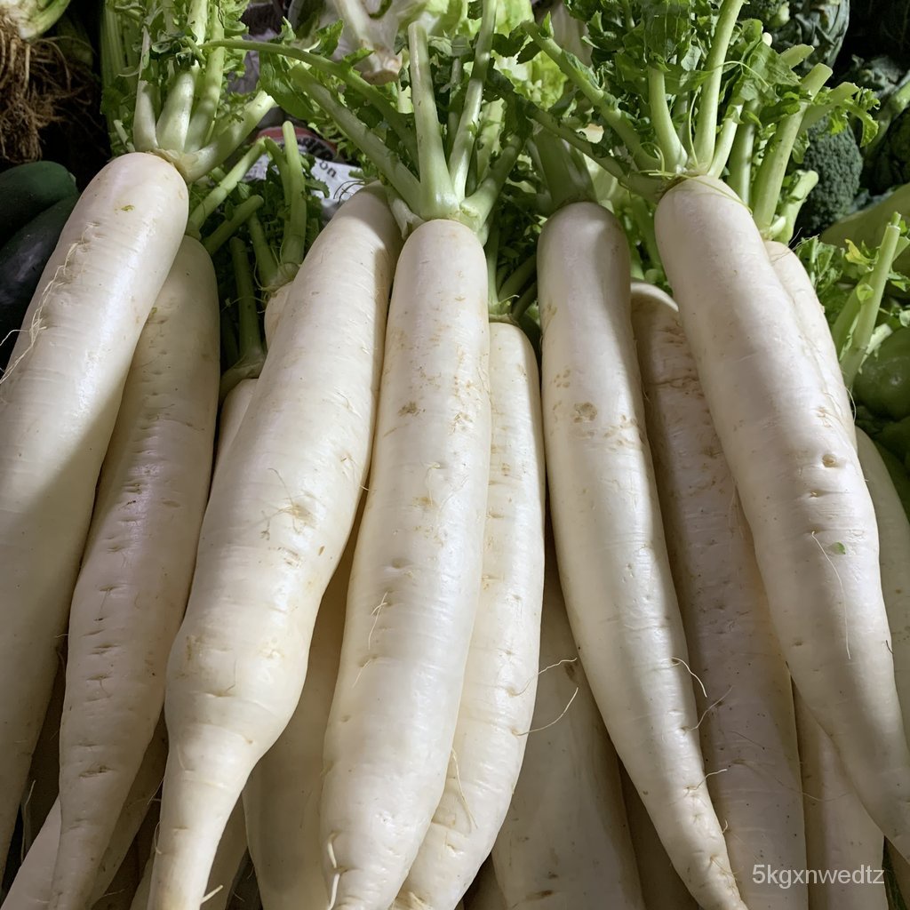 Labanos Seedsสร้อยคอดอกทานตะวันผักชีแอปเปิ้ลบ้านและสวนดอกไม้ผักกาดหอม ...