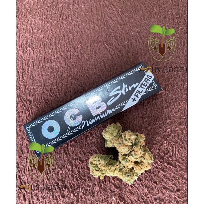 OCB กระดาษโรล ก้นกรอง กัญ ชา (PaperFilter) Kingsize กระดาษ โรล joint ...