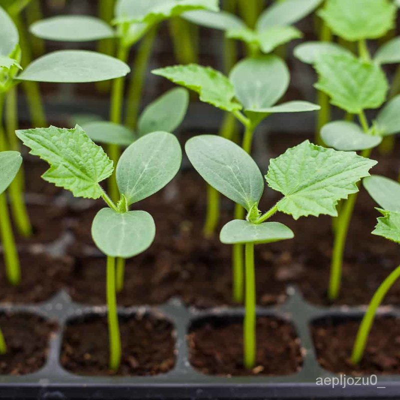 Galaxy Seeds Cucumber Poinsett Seeds for Planting Vegetable Plants (15 ...