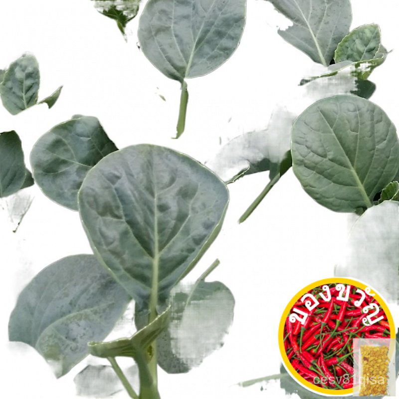 funiture SG 150 Vegetable Seeds คะน้า (Kai Lan) seeds (fr SG)edเมล็ด ...