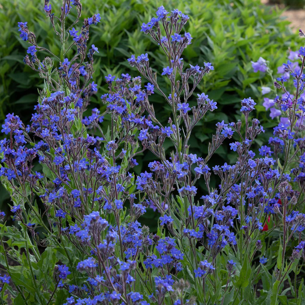 100 เมล็ด ฟอร์เก็ตมีน็อตแอฟริกา (ทนร้อน) - African Forget me not ...