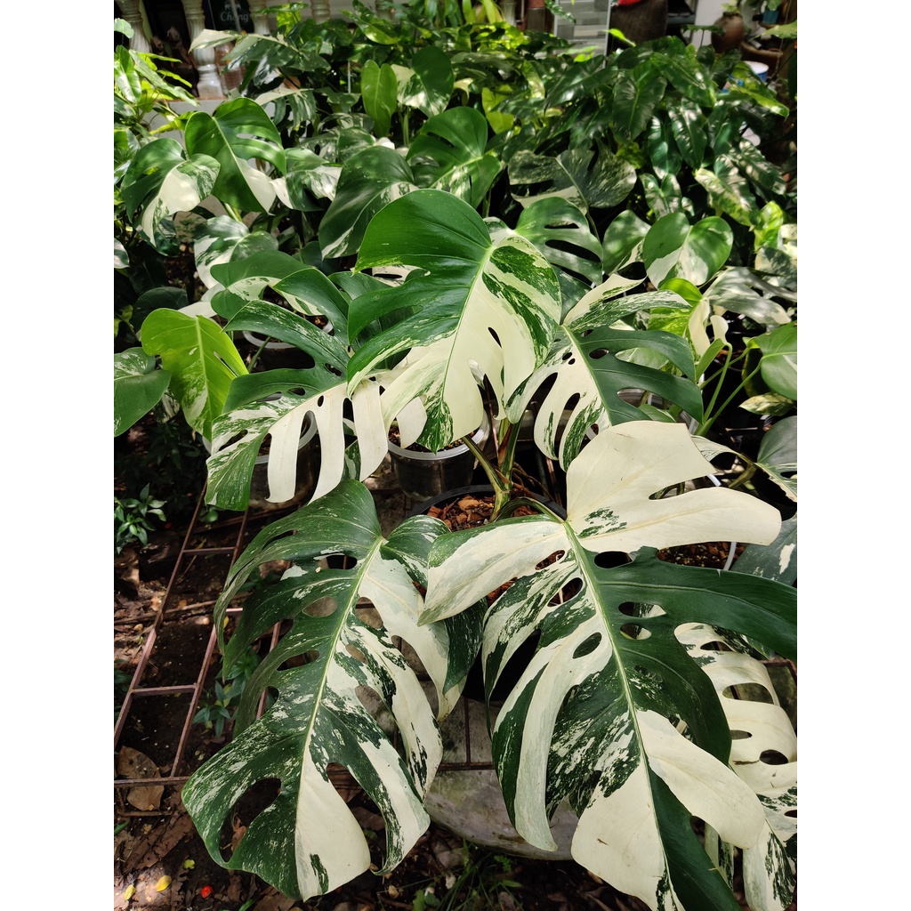 Monstera borsigiana albo มอนสเตอร่าอัลโบ้ (ทักแชทดูภาพเพิ่มเติม ...