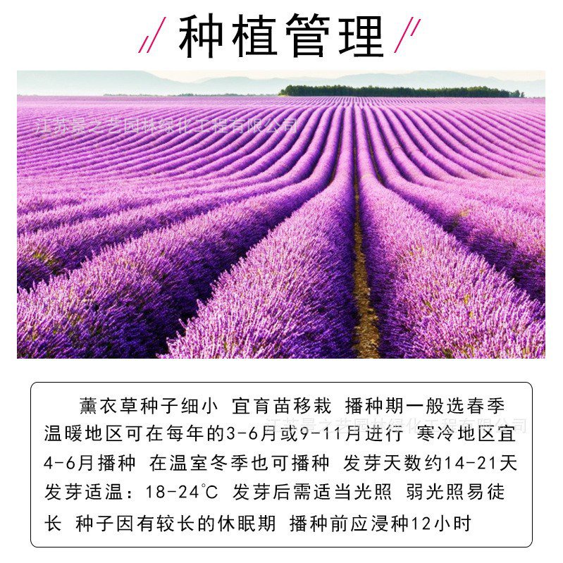 100 Pcs Bibit Bunga Lavender Empat Musim Untuk Balkon Halaman 4Hj1 ...