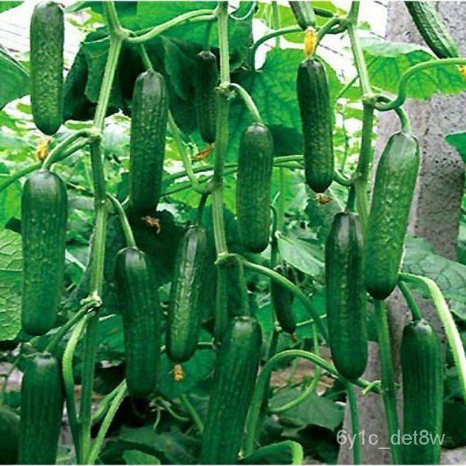 สปอตสินค้าเมล็ดอวบอ้วน แตงกวาดัช (Dutch Green Cucumber Seed) บรรจุ 10 ...