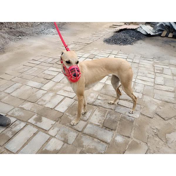 Gree Canine Cage Whippet Fine Dog Mouth Horse Cover Pet Gehui ปากกรง ...