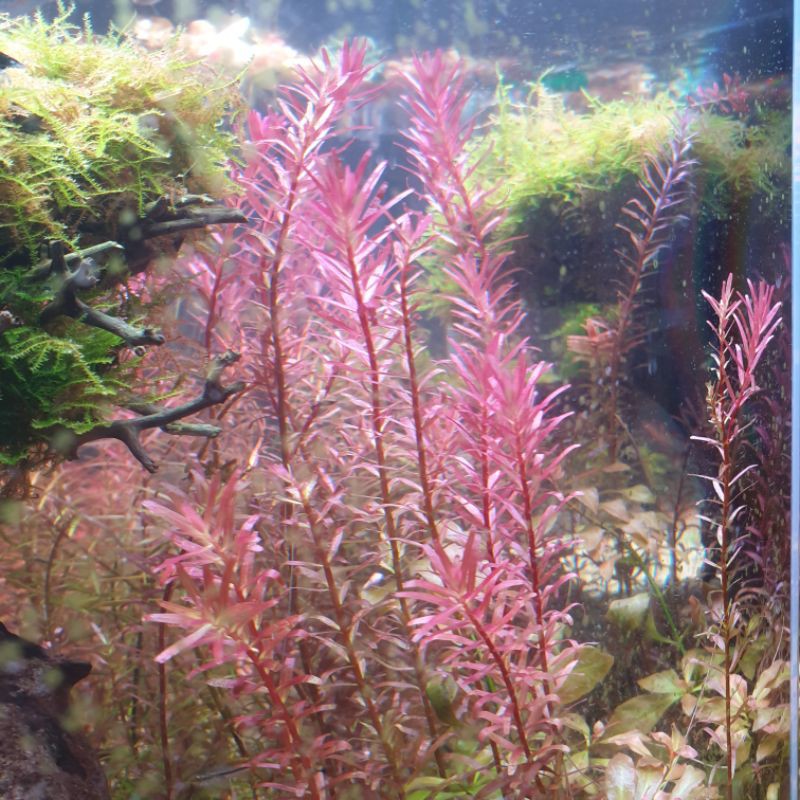 Rotala Colorata โรทาล่า คัลเลอราต้า ไม้ข้อ ไม้น้ำ ไม้แดง ไม้ชมพู ไม้น้ำ ...