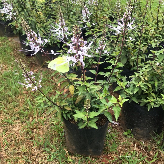 ต้นหญ้าหนวดแมว 🌿Java tea, Kidney tea plant, Cat's whiskers | Shopee ...