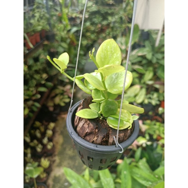 hoya biakensis splash โฮย่า แรร์ เบี้ยคเคนสิส สแปช | Shopee Thailand