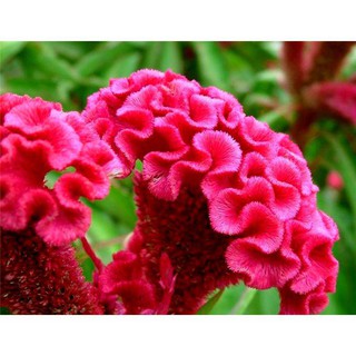 100pcs Mixed colours Celosia seed crown cockscomb fan-shaped cockscomb ...