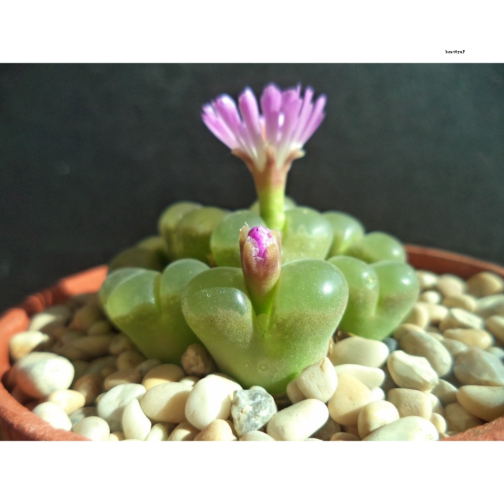 Conophytum limpidum (5 seeds) | Shopee Thailand