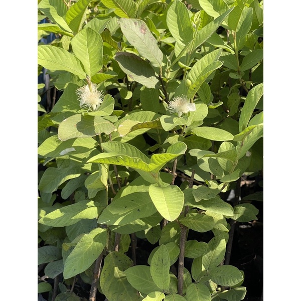 กิ่งพันธุ์ฝรั่งกิมจู4ต้น100 - prajak_palnt - ThaiPick