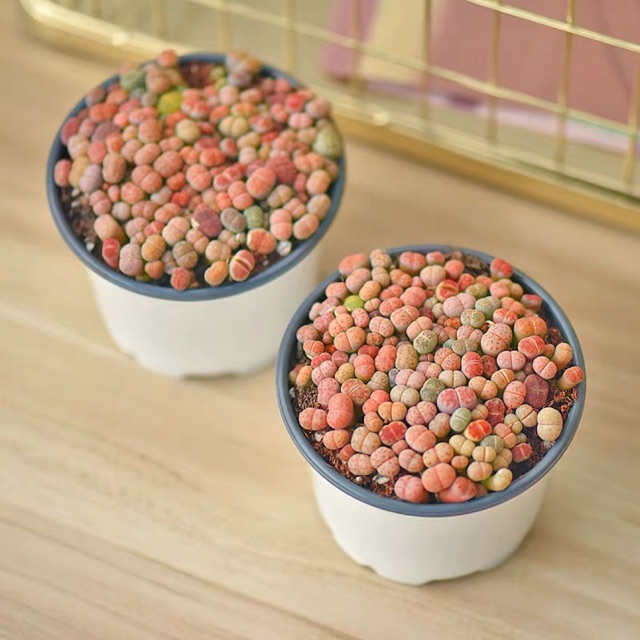 litop ถูกที่สุด พร้อมโปรโมชั่น ส.ค. 2025 | BigGoเช็คราคาง่ายๆ