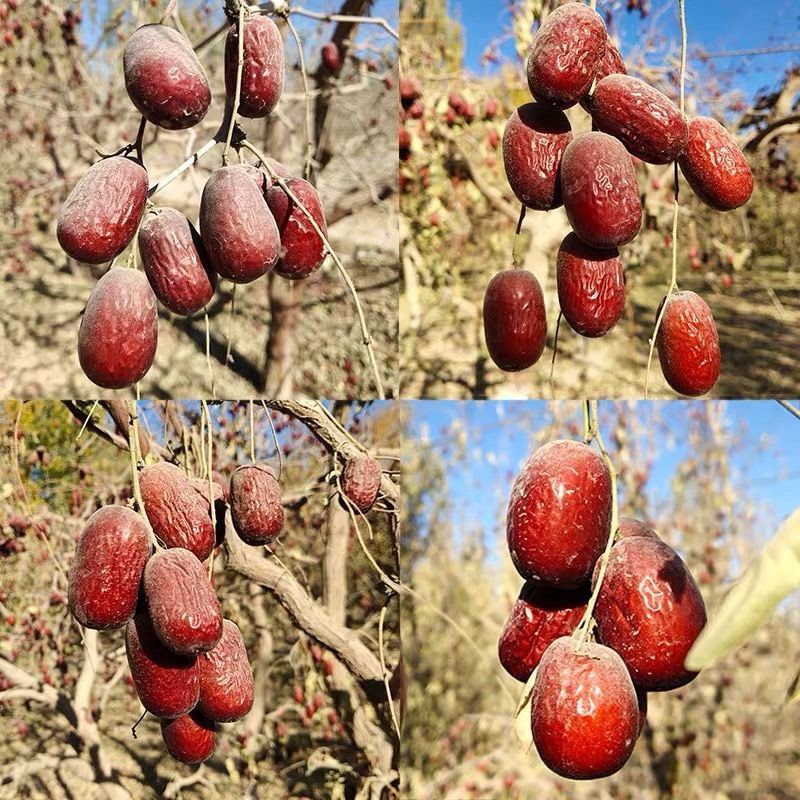 การลดคูปอง Super Xinjiang Ruo Qiang Grey Dates ยังไม่ได้ล้างดั้งเดิม ...