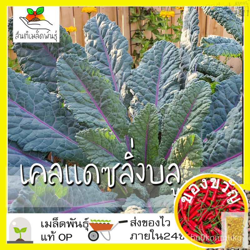 เมล็ดพันธุ์ เคลแดซลิ่งบลู 200 เมล็ด Dazzling Blue Kale Seed เมล็ดพันธุ์ ...