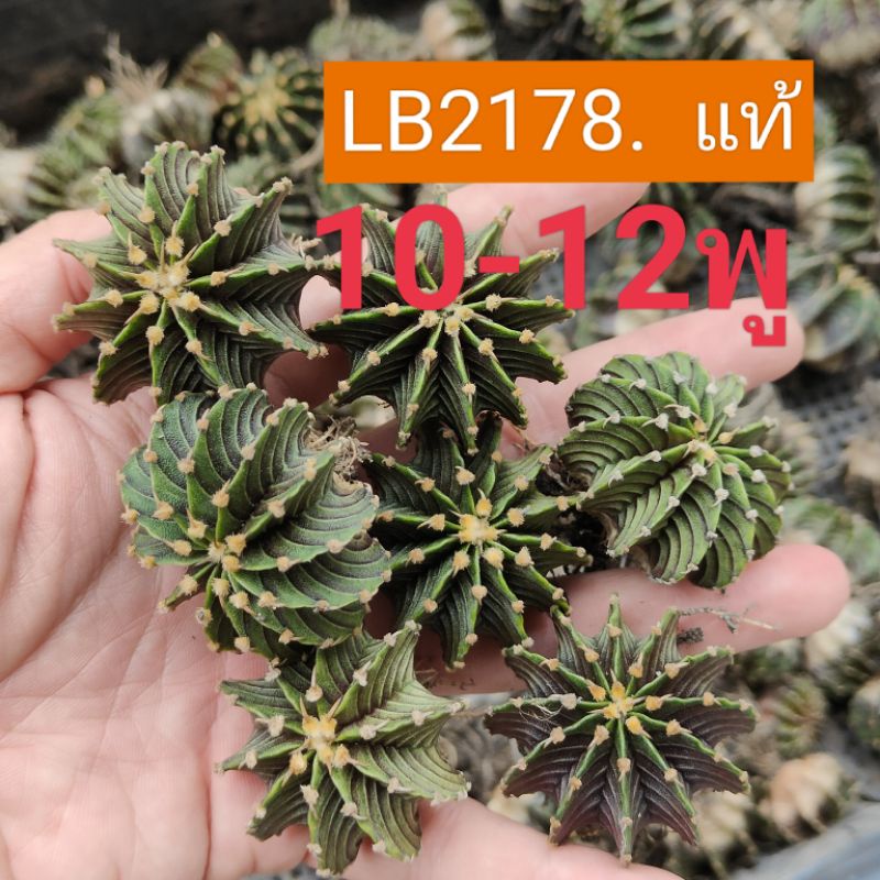 LB2178แท้10-12พูถูกสวยสั่ง5แถม1ต้น - unclejames_cactus - ThaiPick