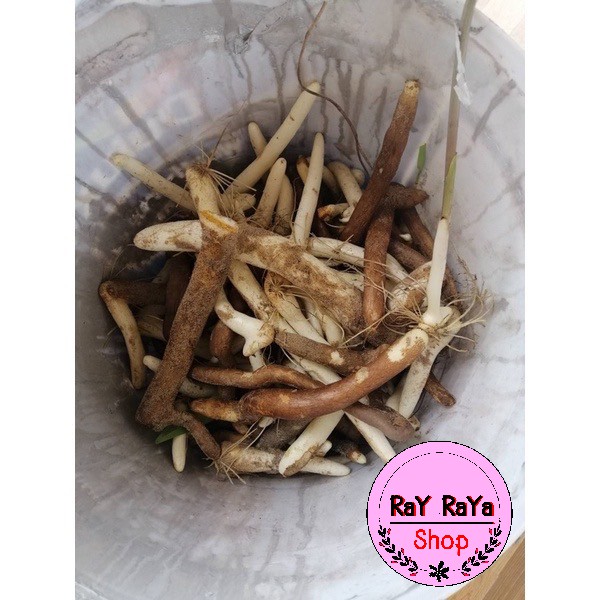 ray_raya, ร้านค้าออนไลน์ | Shopee Thailand