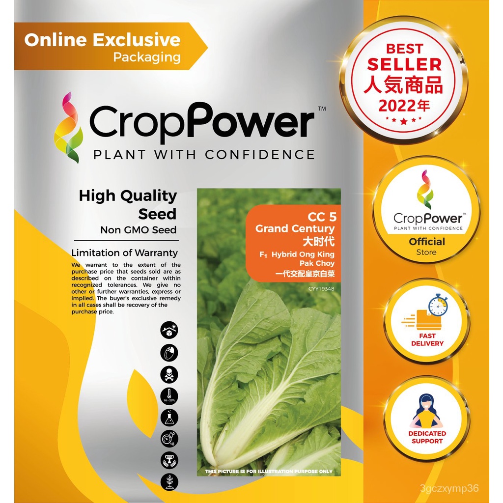 จุดประเทศไทย Chinese Cabbage seeds Benih Kubis Cina เมล็ดกะหล่ำปลีทอง ...