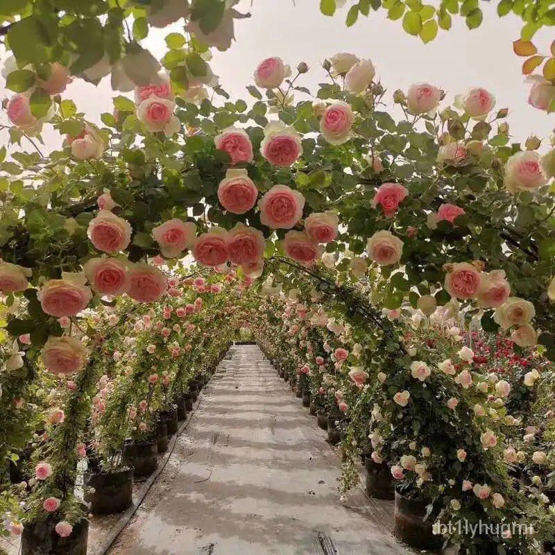 Ready Stock Flower Seed Climbing Rose Biji Bernih Bunga Mendaki Mawar ...