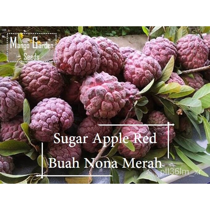 จุดประเทศไทย *Rare* Red Sugar Apple Fruits Seeds - 10 Seed *Big Pot ...