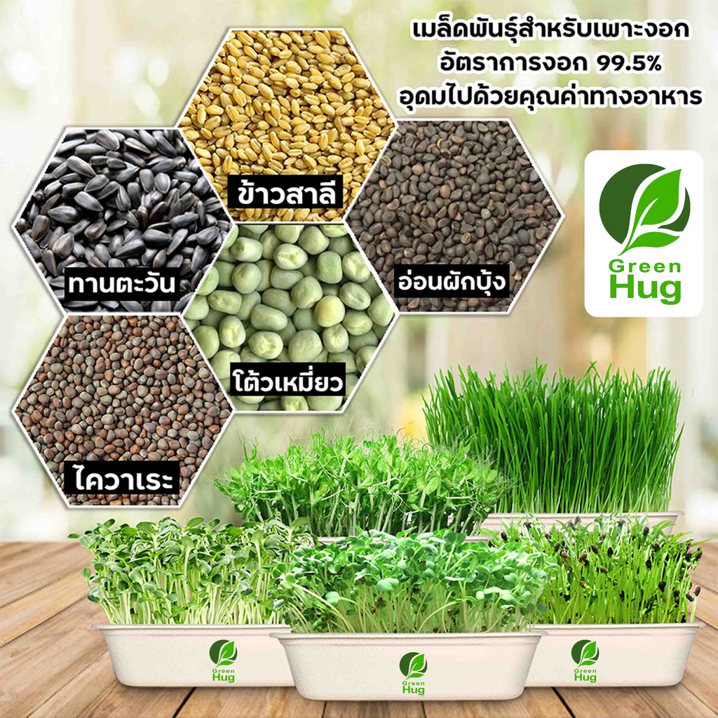ชุดปลูกต้นอ่อนทานตะวัน Organic ( Sunflower Sprout Kit - Organic ) GREENHUG เมล็ดต้นอ่อน ...