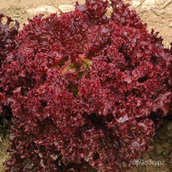 Lollo Rosa Seeds - Red Lettuce Seedsคื่นฉ่ายแม่และเด็กดอกทานตะวันผักชี ...