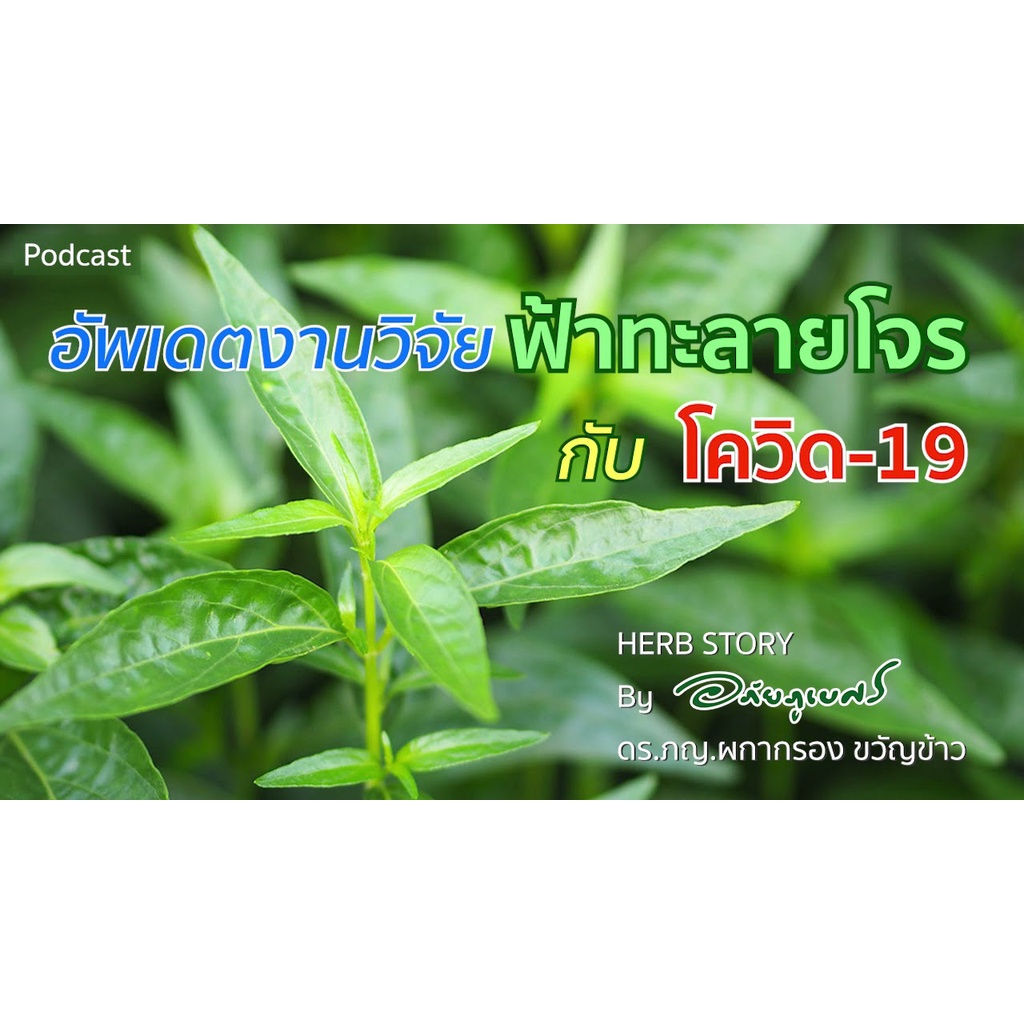 ABHAI ANDRO อภัยภูเบศร แอนโดร ยาแคปซูล สารสกัดฟ้าทะลายโจร 30 แคปซูล อภัยภูเบศร ฟ้าทะลายโจร 400mg ...