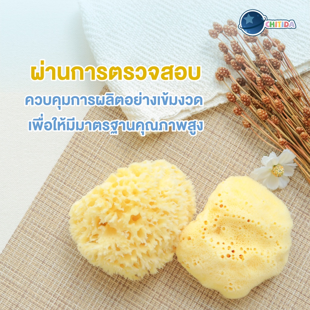 Chitida Natural Mediterranean Sea Sponge ฟองน้ำธรรมชาติ 100 ชนิด Fine ...