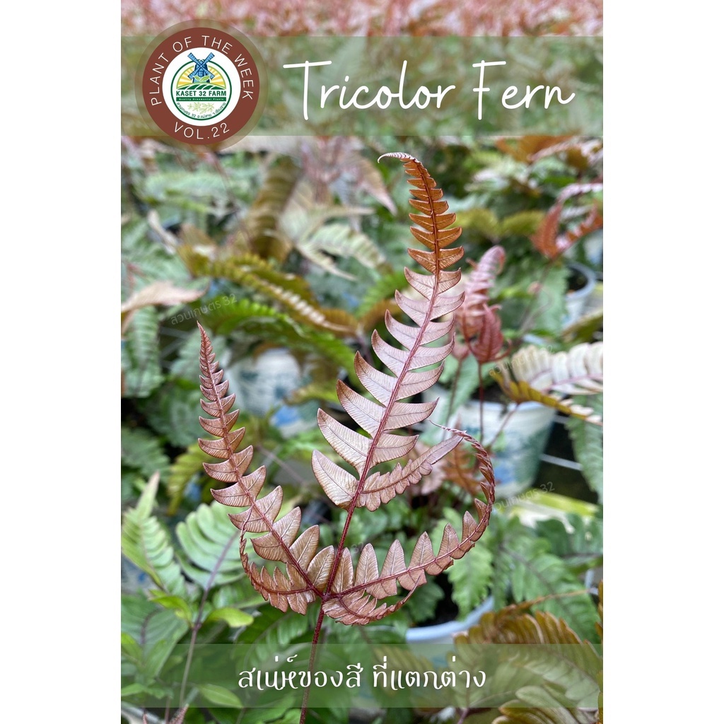 เฟิร์นสามกษัตริย์ : Tricolor Fern ขนาดกระถาง 5 นิ้ว (Pteris ...