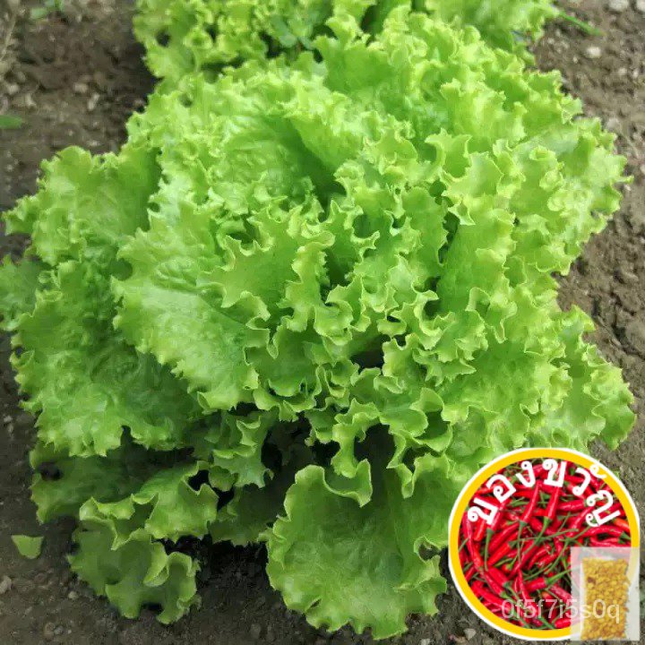Lettuce Leafy Green Altima Loose Leaf Lettuce Seeds ...
