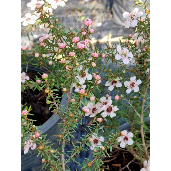 manuka ราคาพิเศษ | ซื้อออนไลน์ที่ Shopee ส่งฟรี*ทั่วไทย!