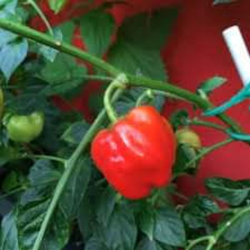 เมล็ดพริกแอปเปิ้ลบัลแกเรีย (Chili Apple Cone) | Shopee Thailand