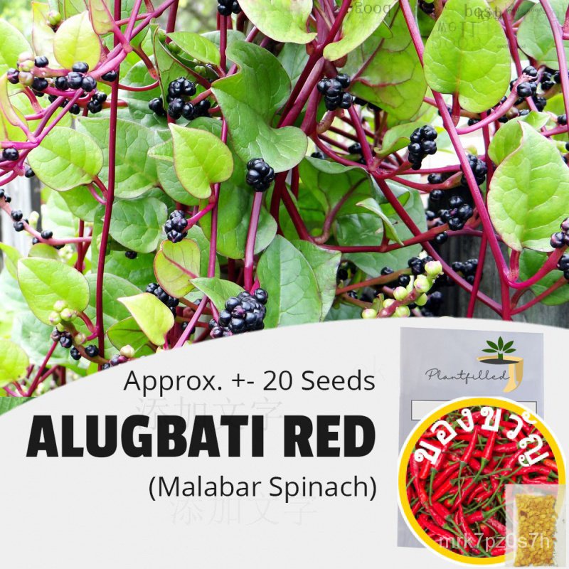 พืชเติม Alugbatiผักโขม Malabar ใบไม้แดงBasellaเมล็ด ผัก (โดยประมาณ)20 ...