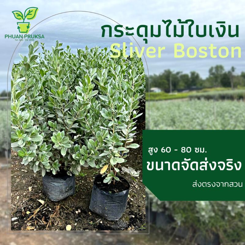 พวน พฤกษา - Phuan Pruksa, ร้านค้าออนไลน์ | Shopee Thailand