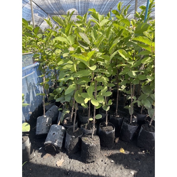 กิ่งพันธุ์ฝรั่งกิมจู4ต้น100 - prajak_palnt - ThaiPick