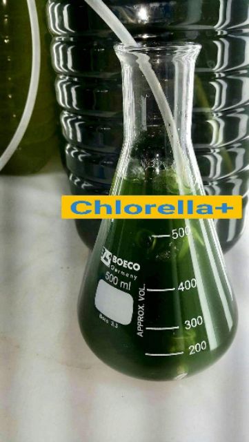Chlorella starter kit; ชุดเพาะขยายหัวเชื้อน้ำเขียว-ไข่ไรแดง - chlorella ...