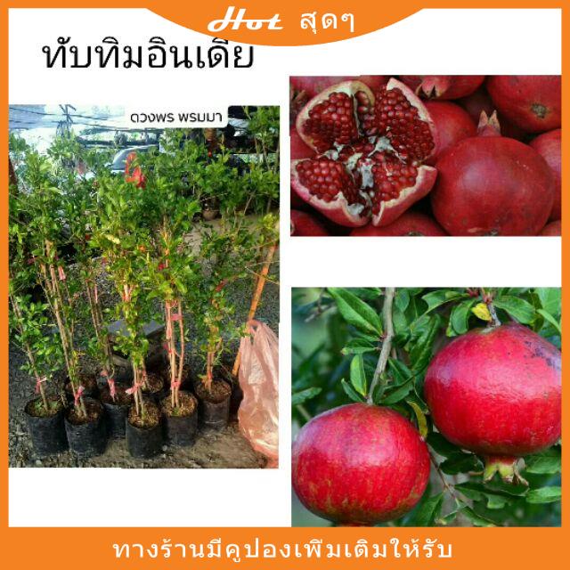 Sinduri ถูกที่สุด พร้อมโปรโมชั่น - มิ.ย 2022 | BigGo เช็คราคาง่ายๆ