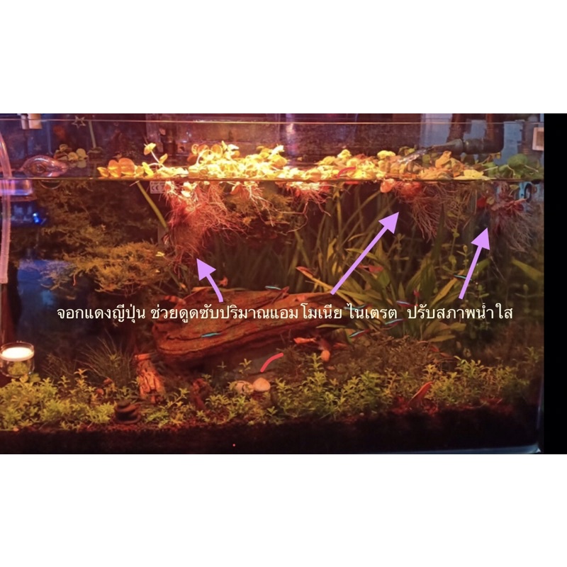 แม่พันธ์ุ จอกแดงญี่ปุ่น สำหรับแต่งอ่างปลา เพาะในอ่างไฟเบอร์ ปลอดปรสิต ปลอดหอย - pearlygarden ...