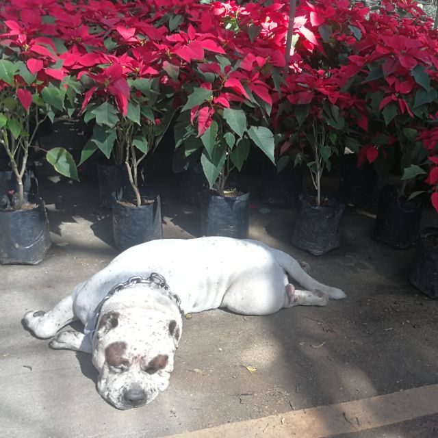 Emily Plants, ร้านค้าออนไลน์ | Shopee Thailand