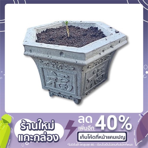 ต้นกล้าชวนชม 2 เดือน พร้อมกระถาง 6 เหลี่ยมสวยๆ พร้อมส่ง Shopee Thailand