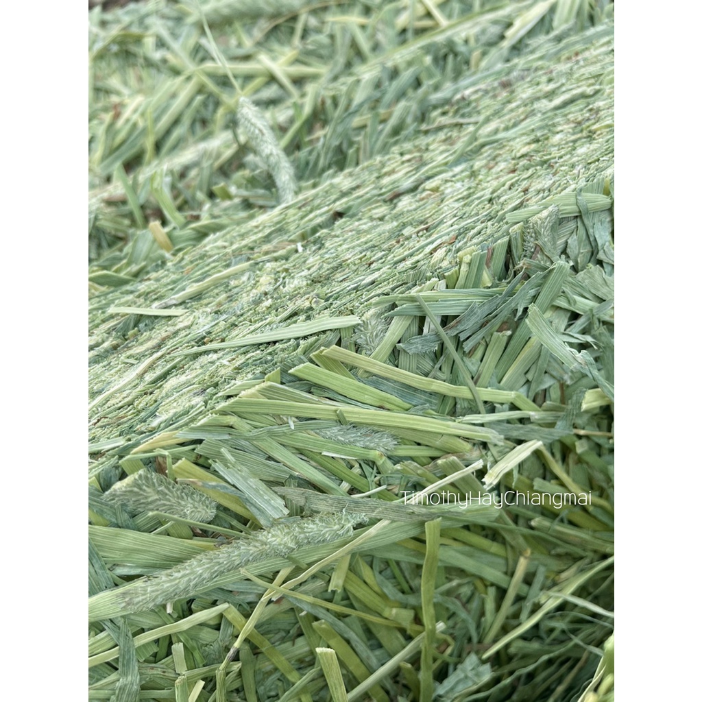 Lot.ใหม่Ward rughหญ้าแห้งทิมโมธี ซุปเปอร์พรีเมียม ร่อนฝุ่น สำหรับ ...