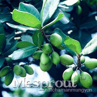 Very Popular Canarium Album 5pcs, Indian Canarium Album Evergreen Tree ...