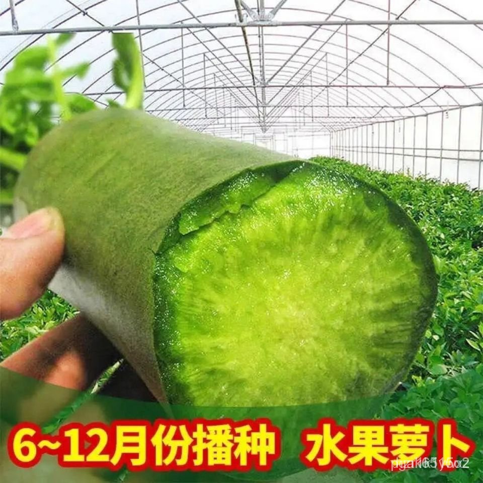 seed Rock Sugar Fruit Radish Seeds Are Eaten Raw Crisp Sweet Farm ...