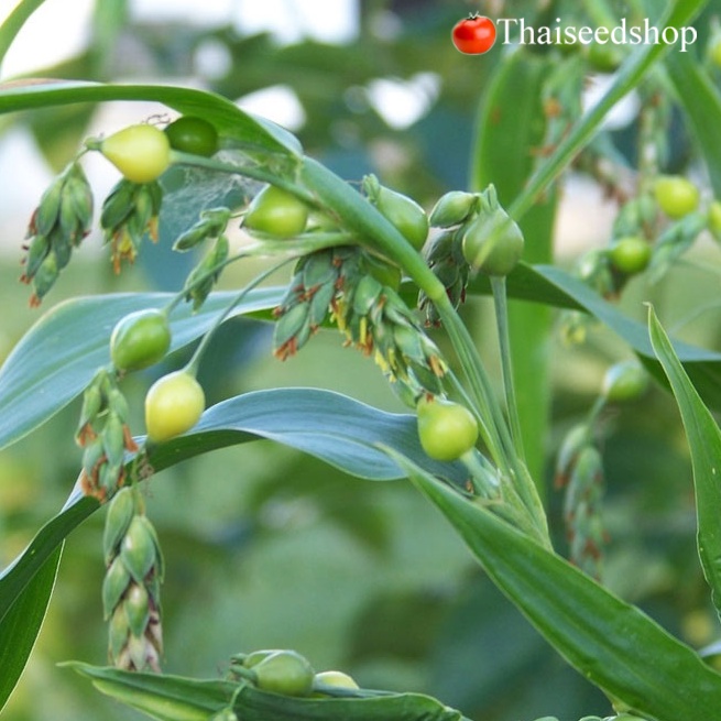 เมล็ดลูกเดือย ถูกที่สุด พร้อมโปรโมชั่น เม.ย. 2023|BigGoเช็คราคาง่ายๆ